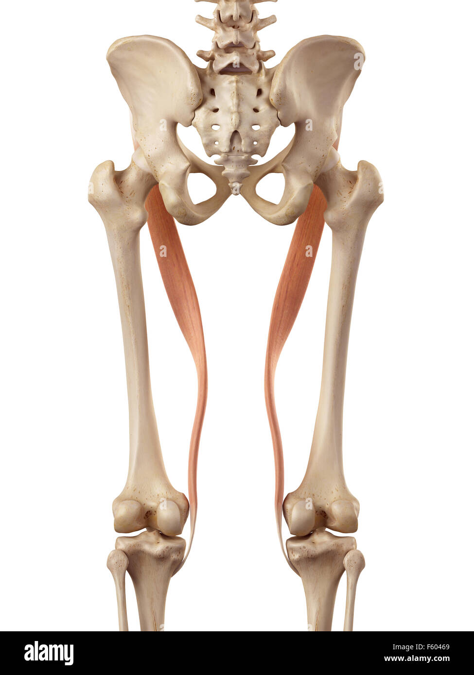 Sartorius hi-res stock photography and images - Alamy