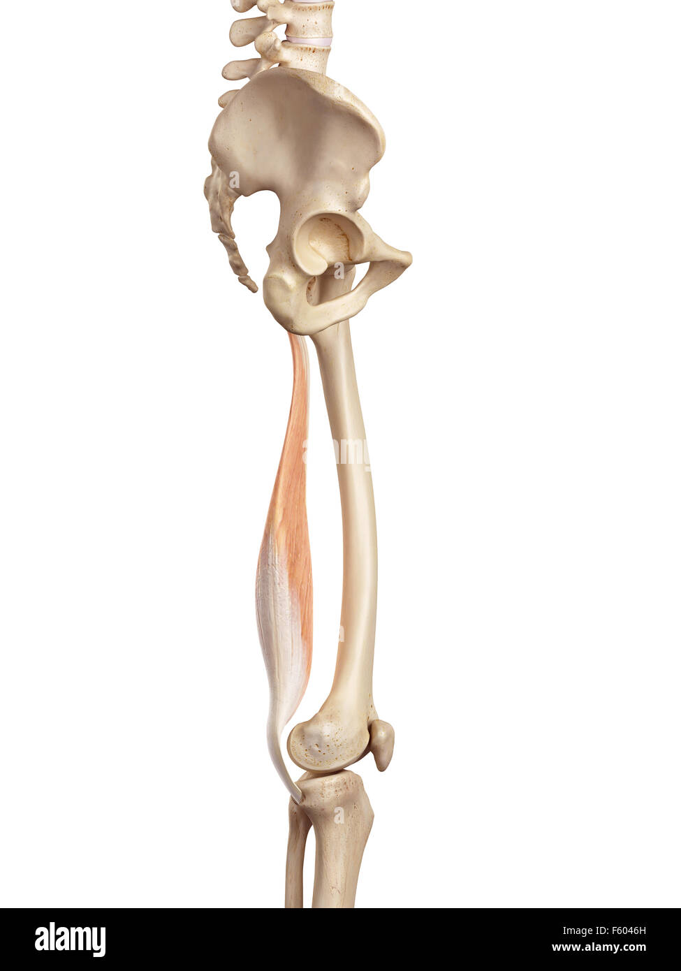 Semimembranosus muscle hi-res stock photography and images - Alamy