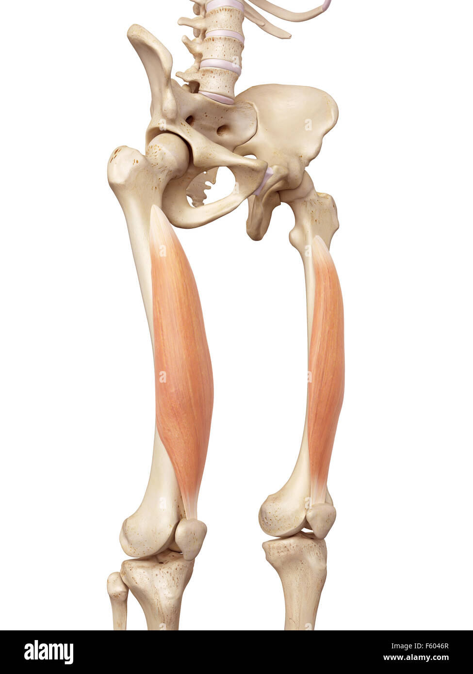 medical accurate illustration of the vastus intermedius Stock Photo - Alamy
