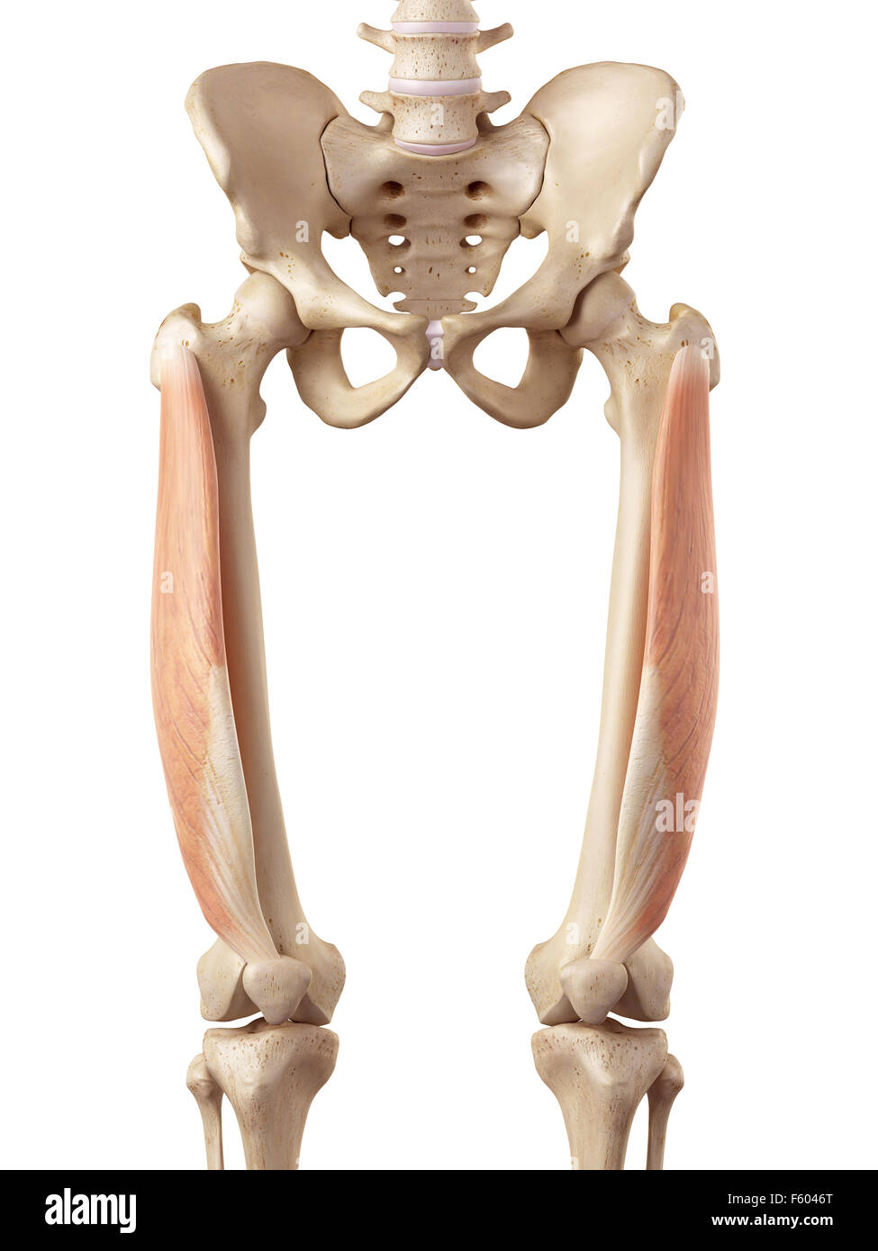 Vastus lateralis muscle hi-res stock photography and images - Alamy