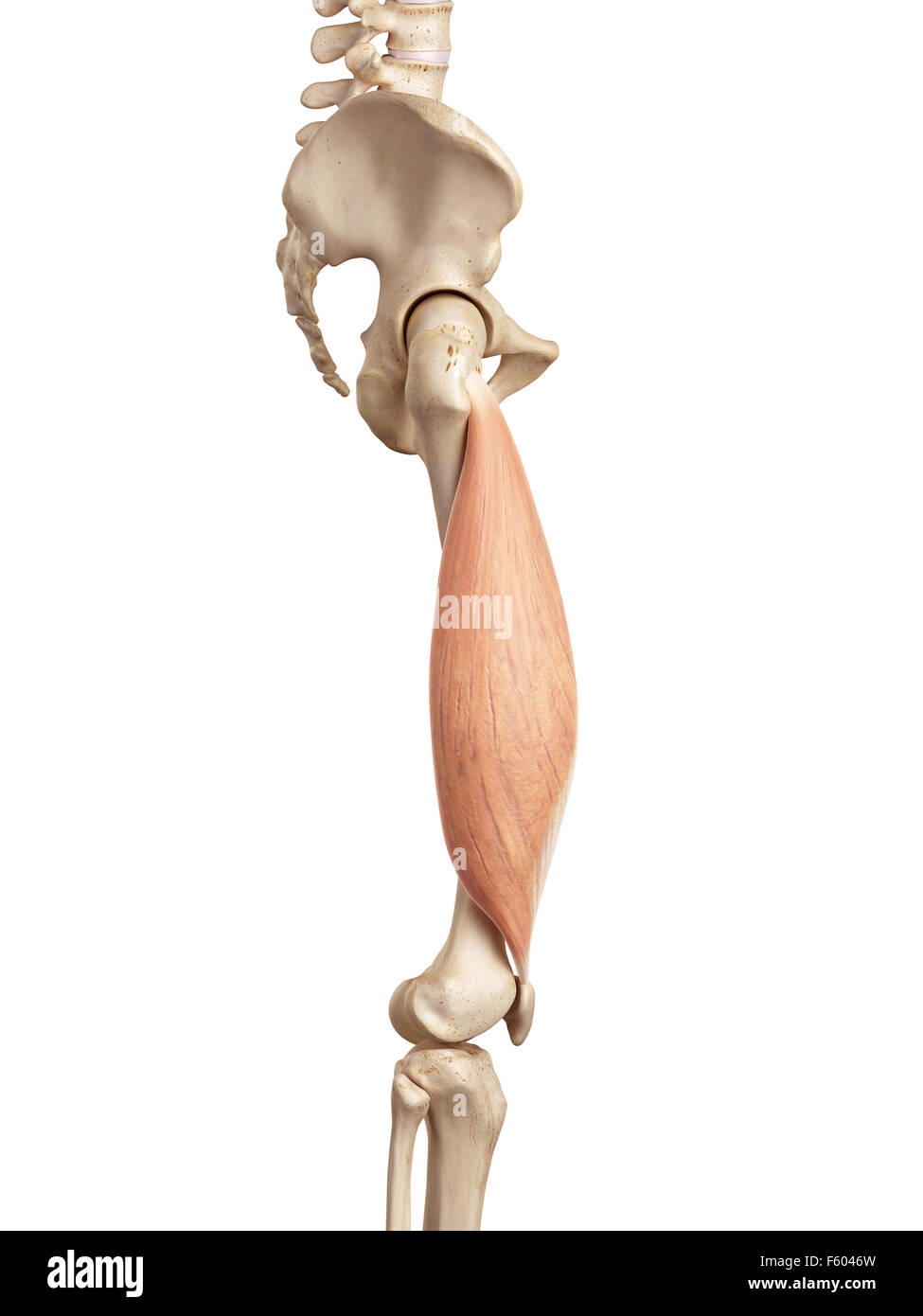 Vastus lateralis muscle hi-res stock photography and images - Alamy