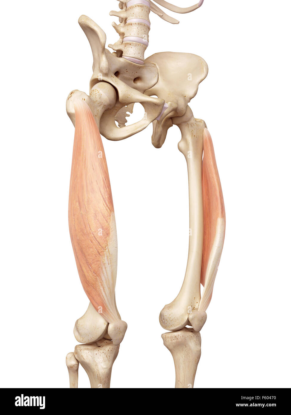 Vastus Lateralis High Resolution Stock Photography and Images - Alamy