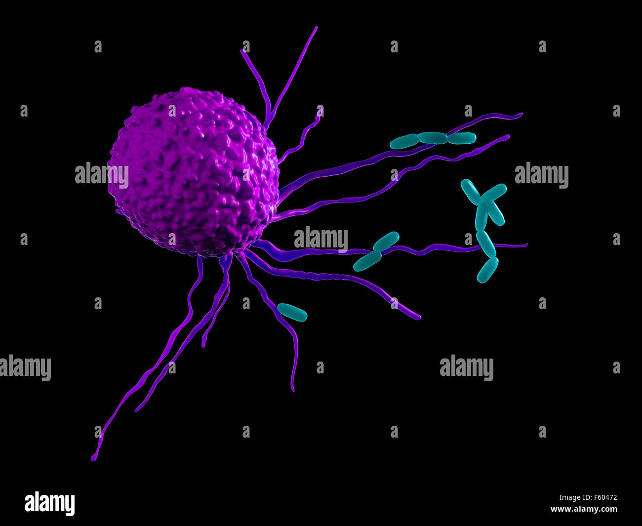 Macrophage hi-res stock photography and images - Alamy