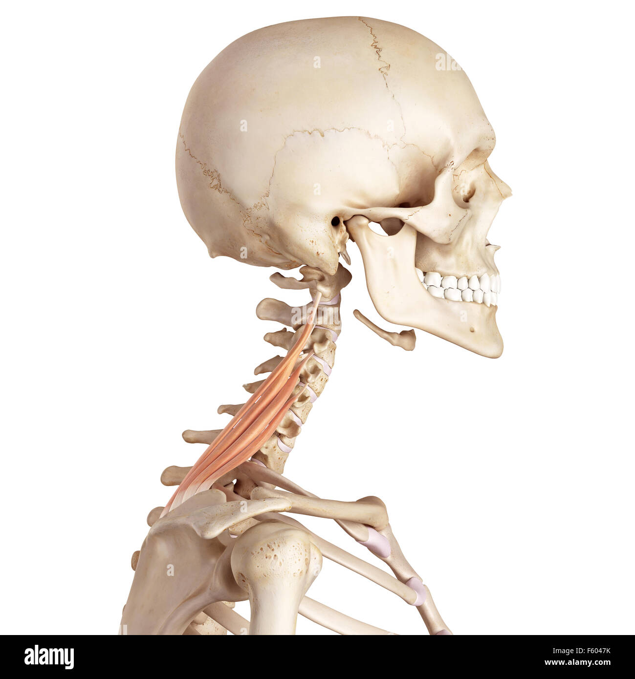 Levator scapularis hi-res stock photography and images - Alamy