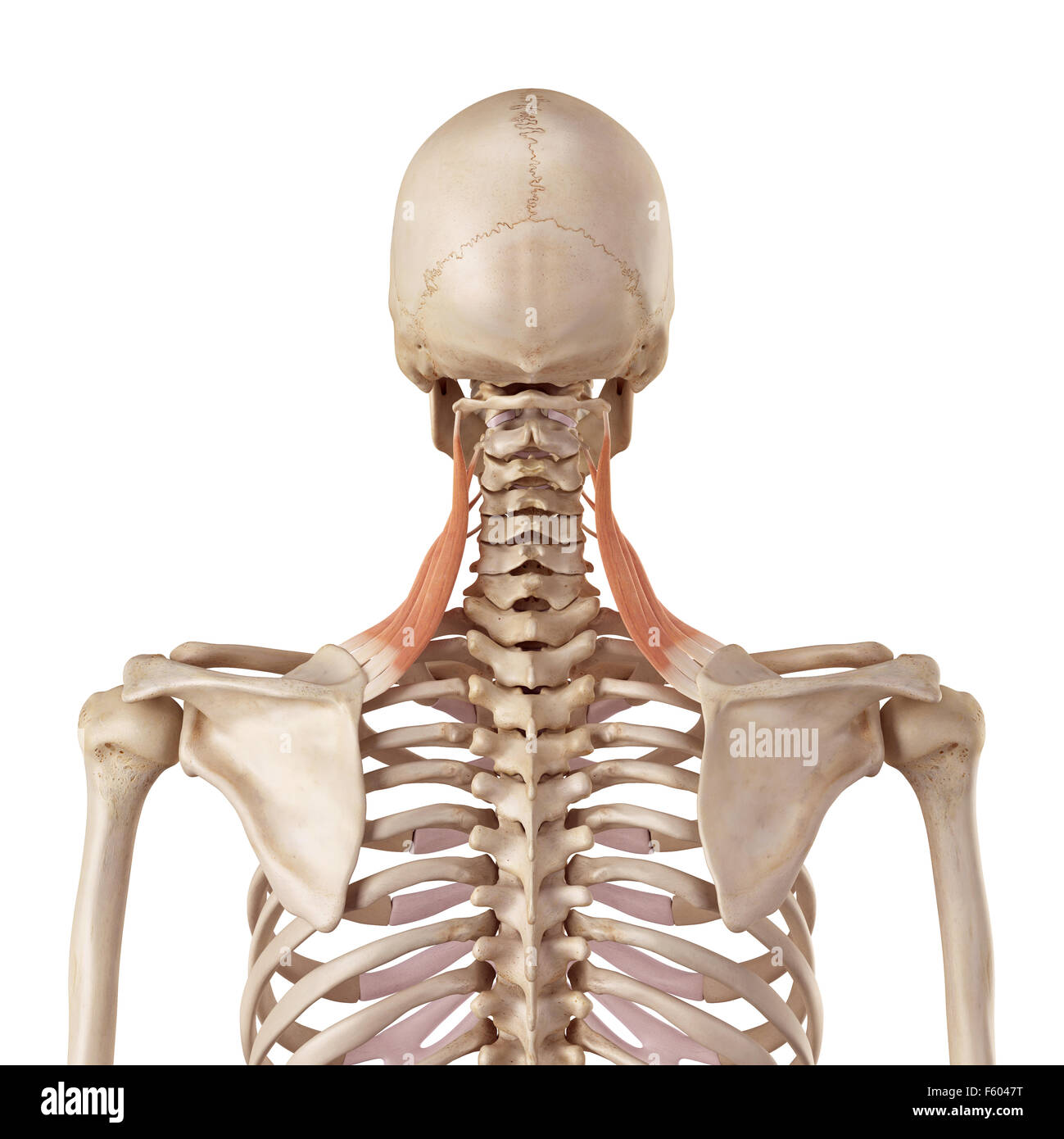 medical accurate illustration of the levator scapularis Stock Photo - Alamy
