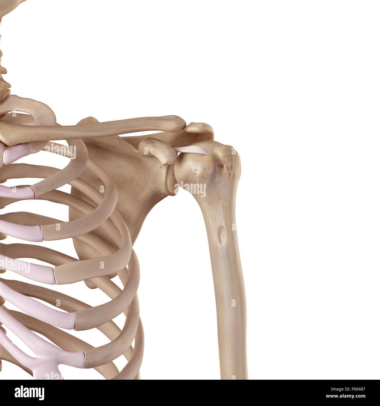 medical accurate illustration of the coracohumeral ligament Stock Photo ...
