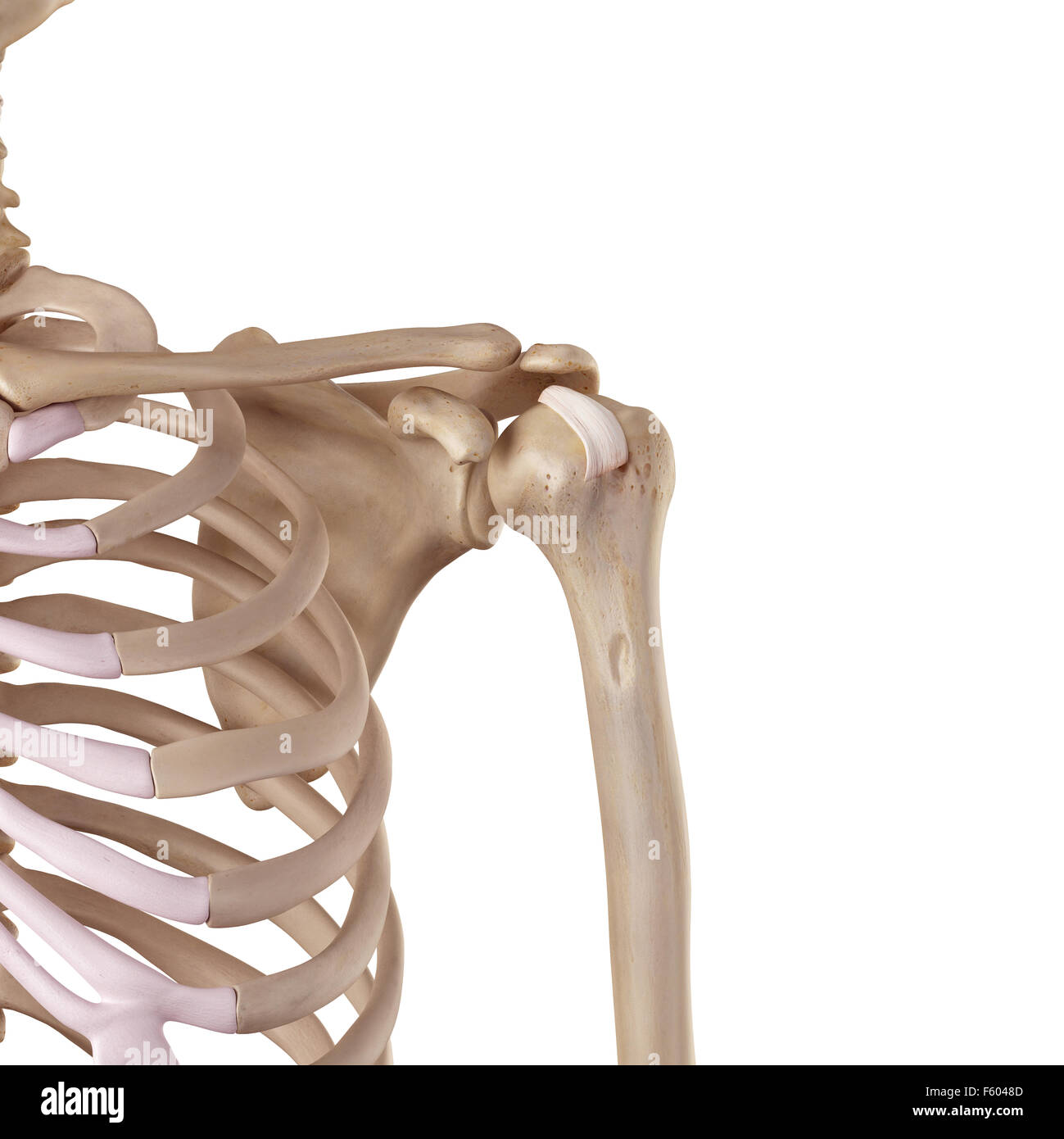medical accurate illustration of the transverse humeral ligament Stock ...