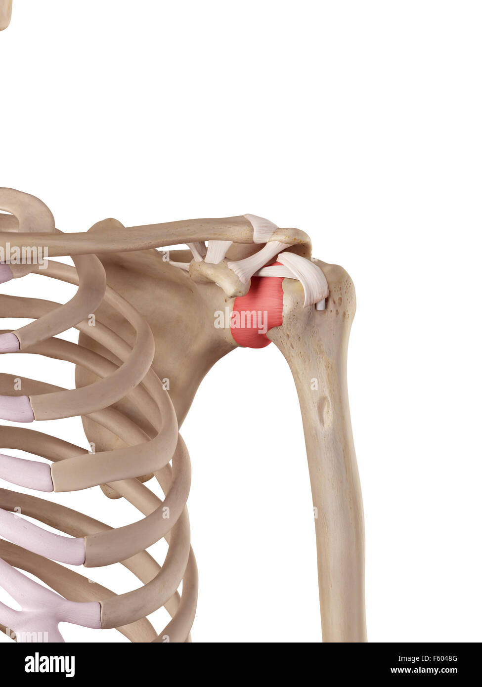 Shoulder capsular ligament hi-res stock photography and images - Alamy