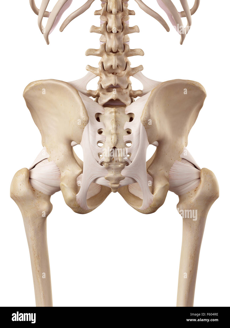 medical accurate illustration of the hip ligaments Stock Photo - Alamy