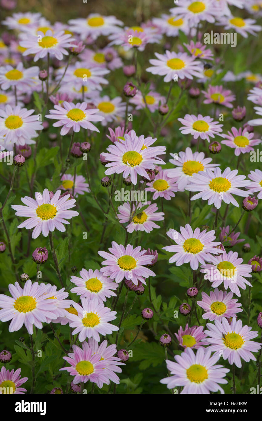 Chrysanthemum 'Innocence' flowers in an English garden Stock Photo - Alamy
