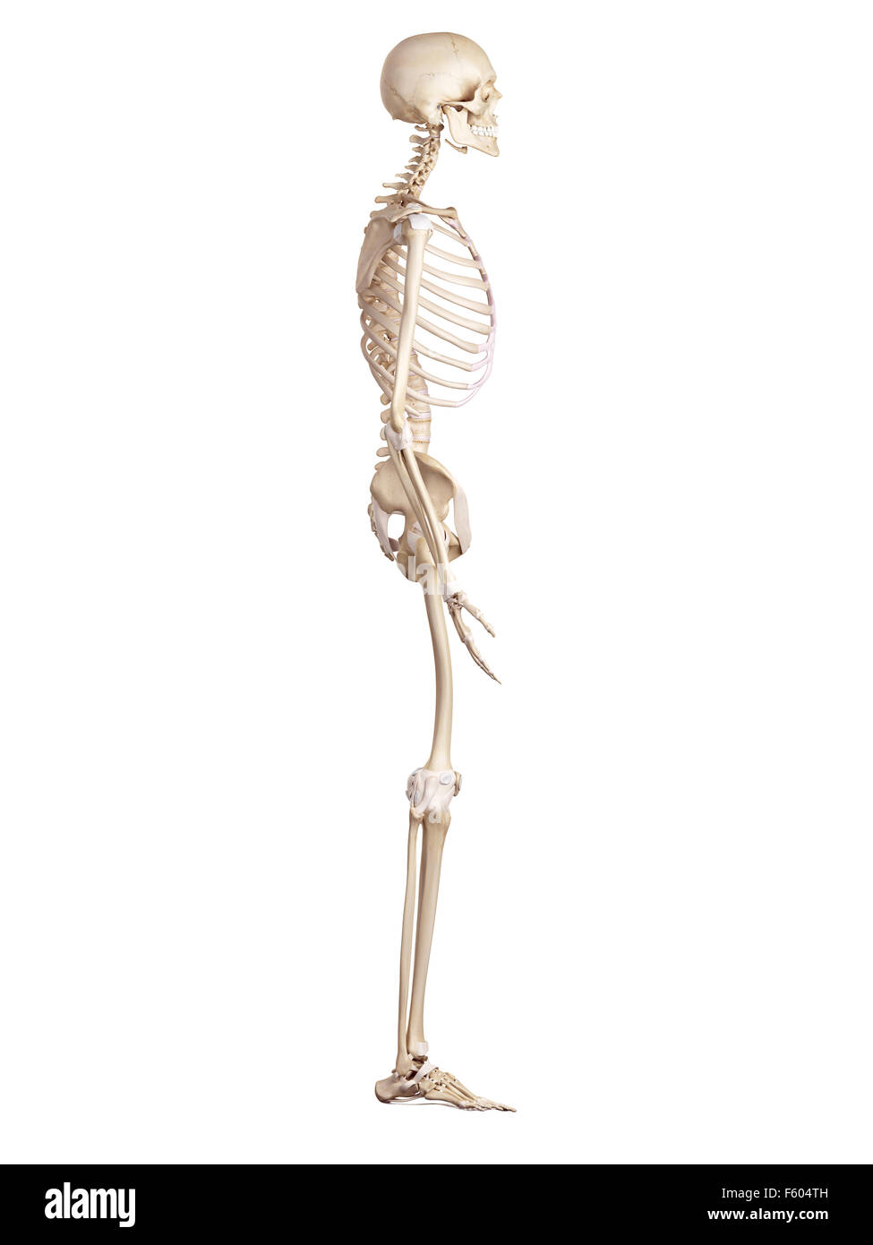 medical accurate illustration of the human skeleton and ligaments Stock ...