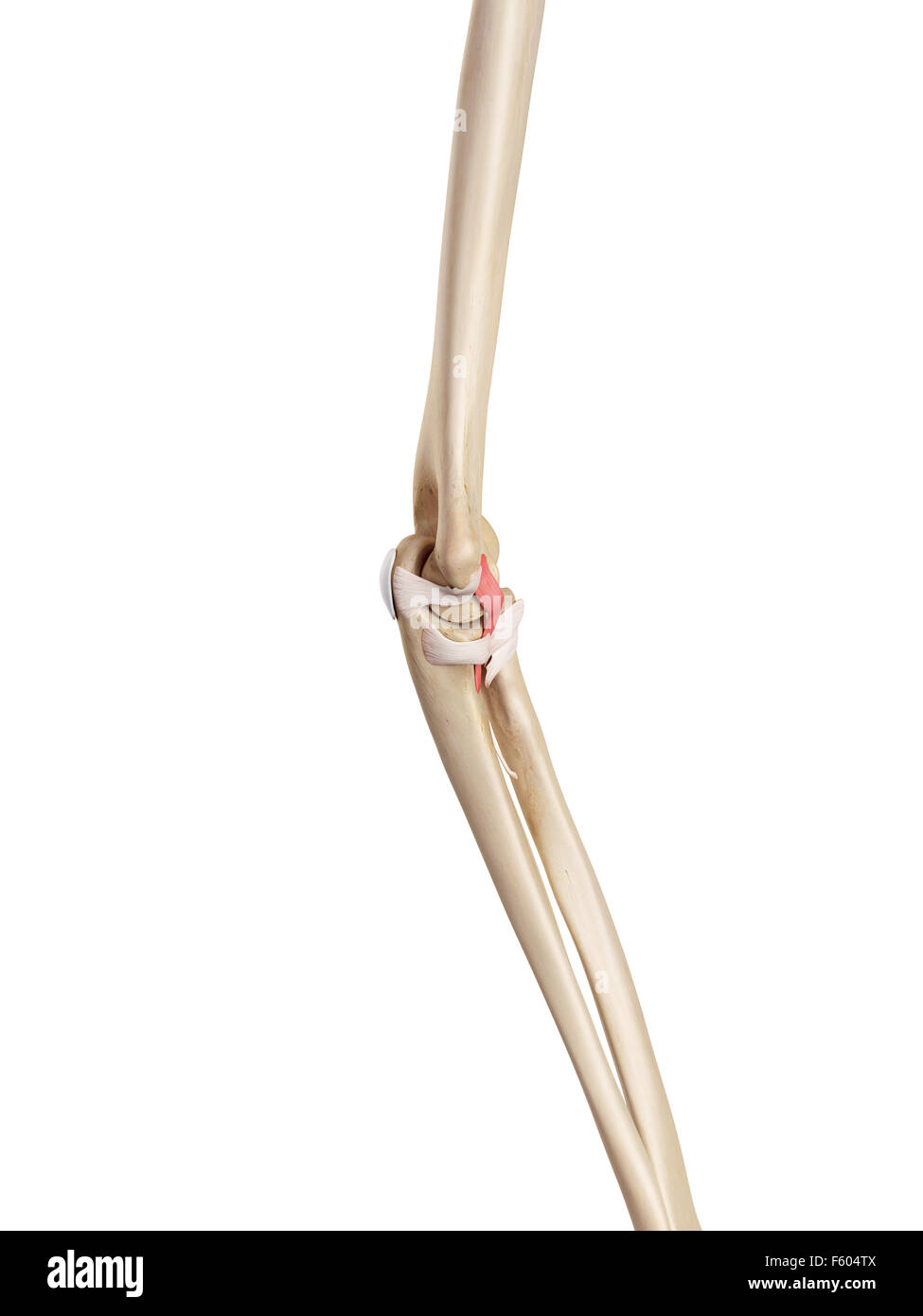 Ulna collateral ligament posterior hi-res stock photography and images ...