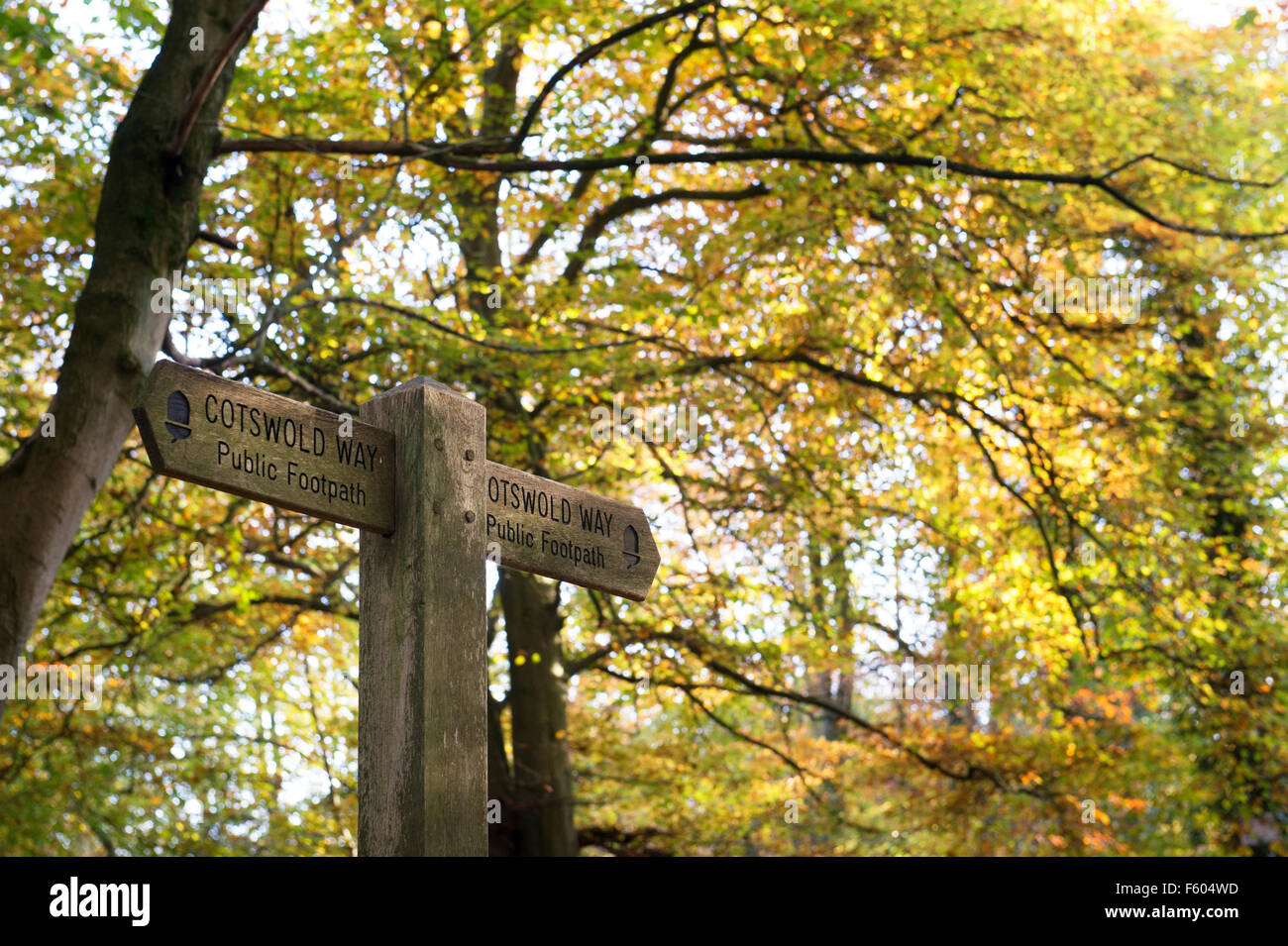 Cotswold Way signpost in an autumn woodland near Painswick. Cotswolds ...