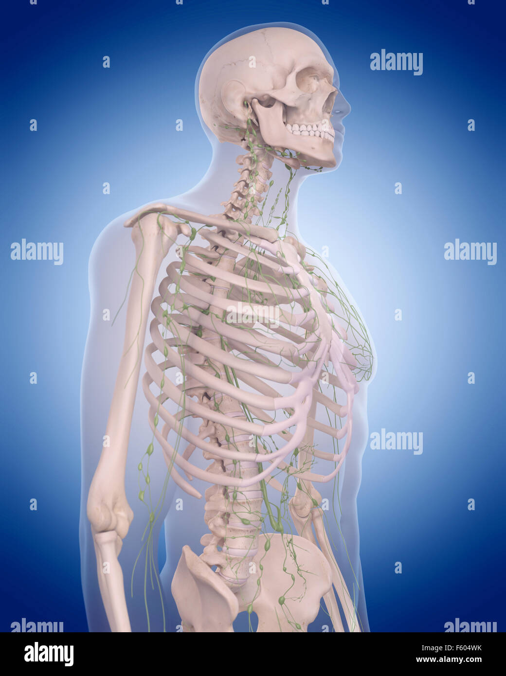 Thoracic lymphatic system artwork hi-res stock photography and images ...