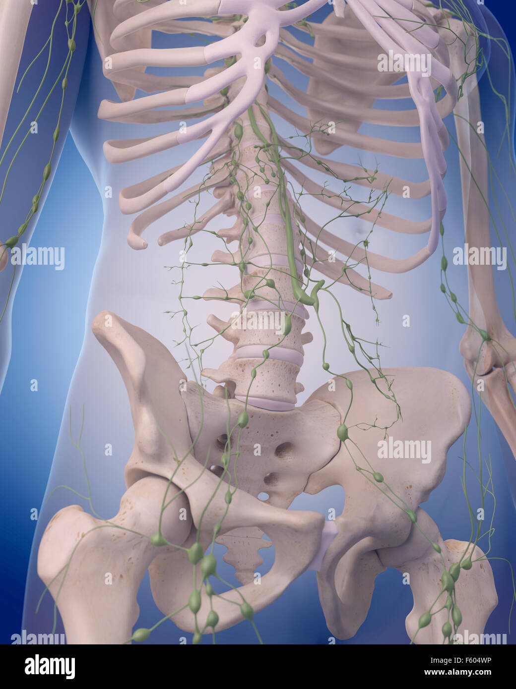 medically accurate illustration of the lymphatic system - the abdomen ...