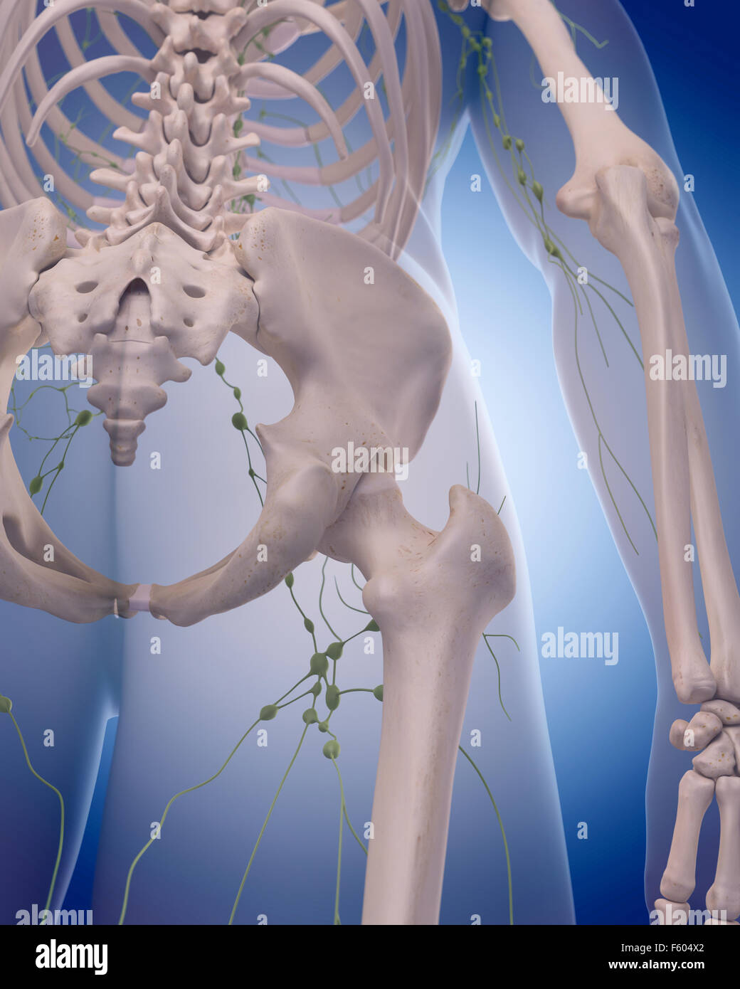 Lymphatic system leg hi-res stock photography and images - Alamy