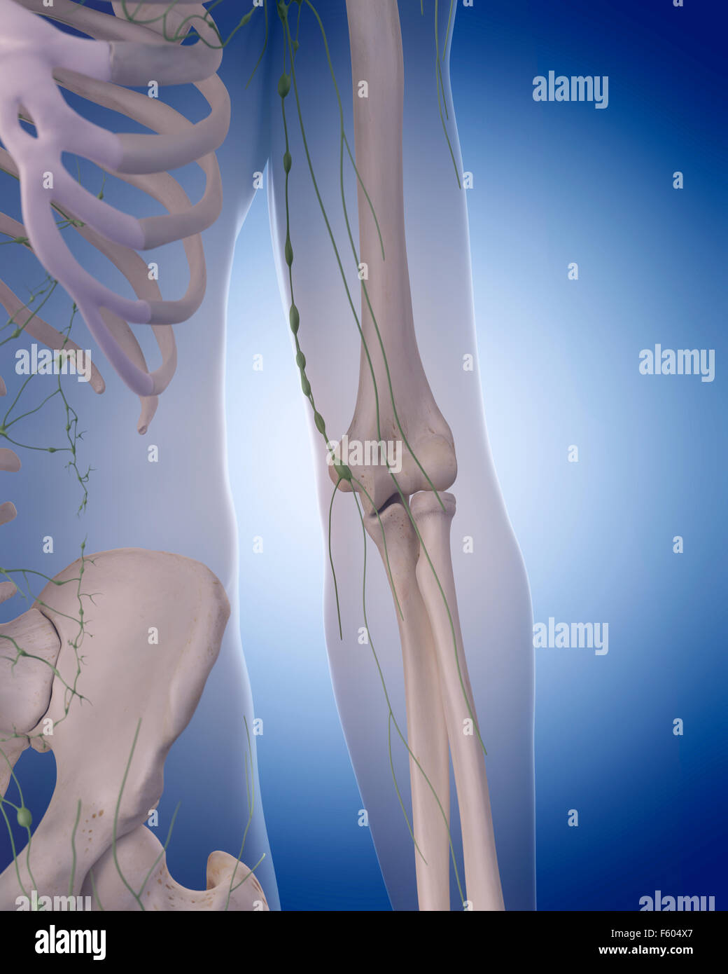 medically accurate illustration of the lymphatic system - the arm Stock ...