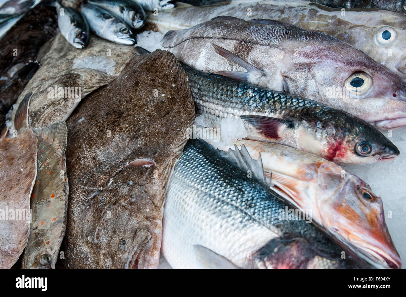 Silver flat fish sea hi-res stock photography and images - Alamy
