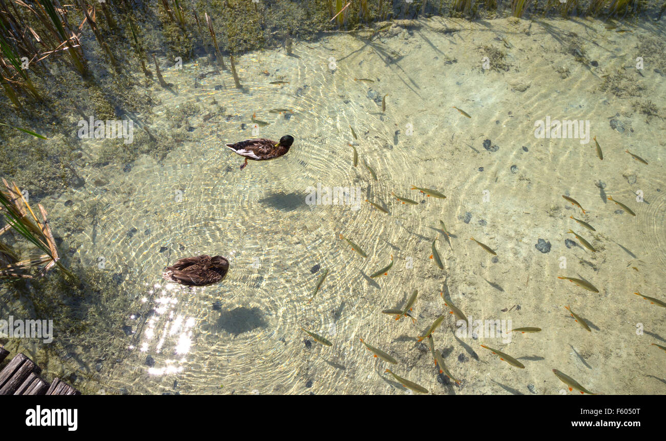 Fish in the clean water Stock Photo - Alamy