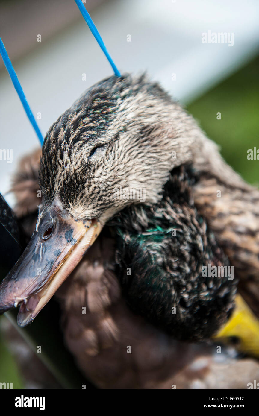 Duck slaughter hi-res stock photography and images - Alamy