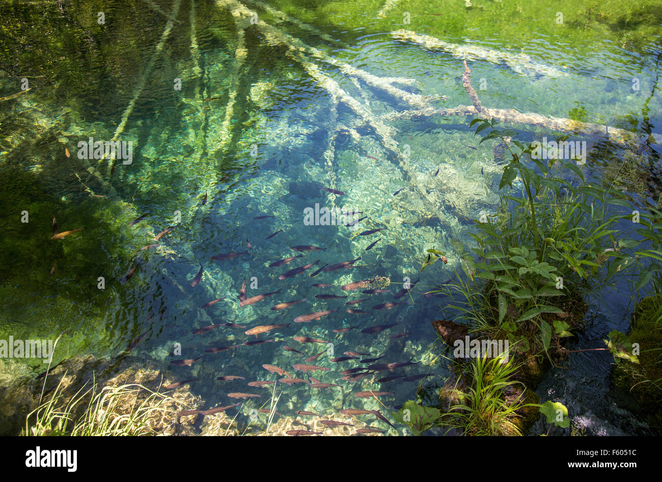 Fish in clear water plitvice hi-res stock photography and images - Alamy