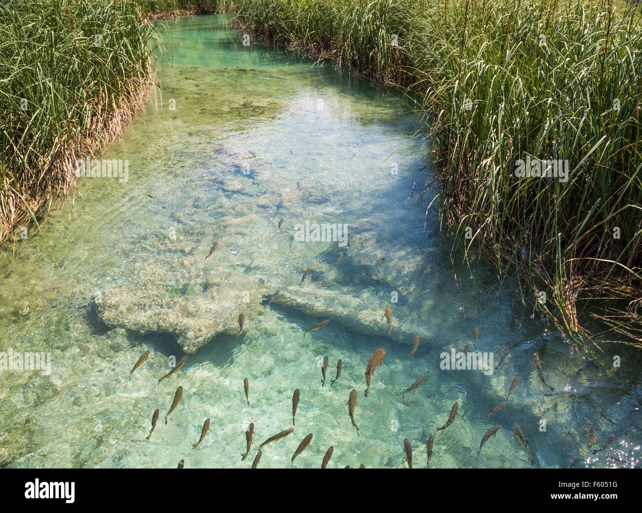 Fish in the clean, clear water Stock Photo - Alamy