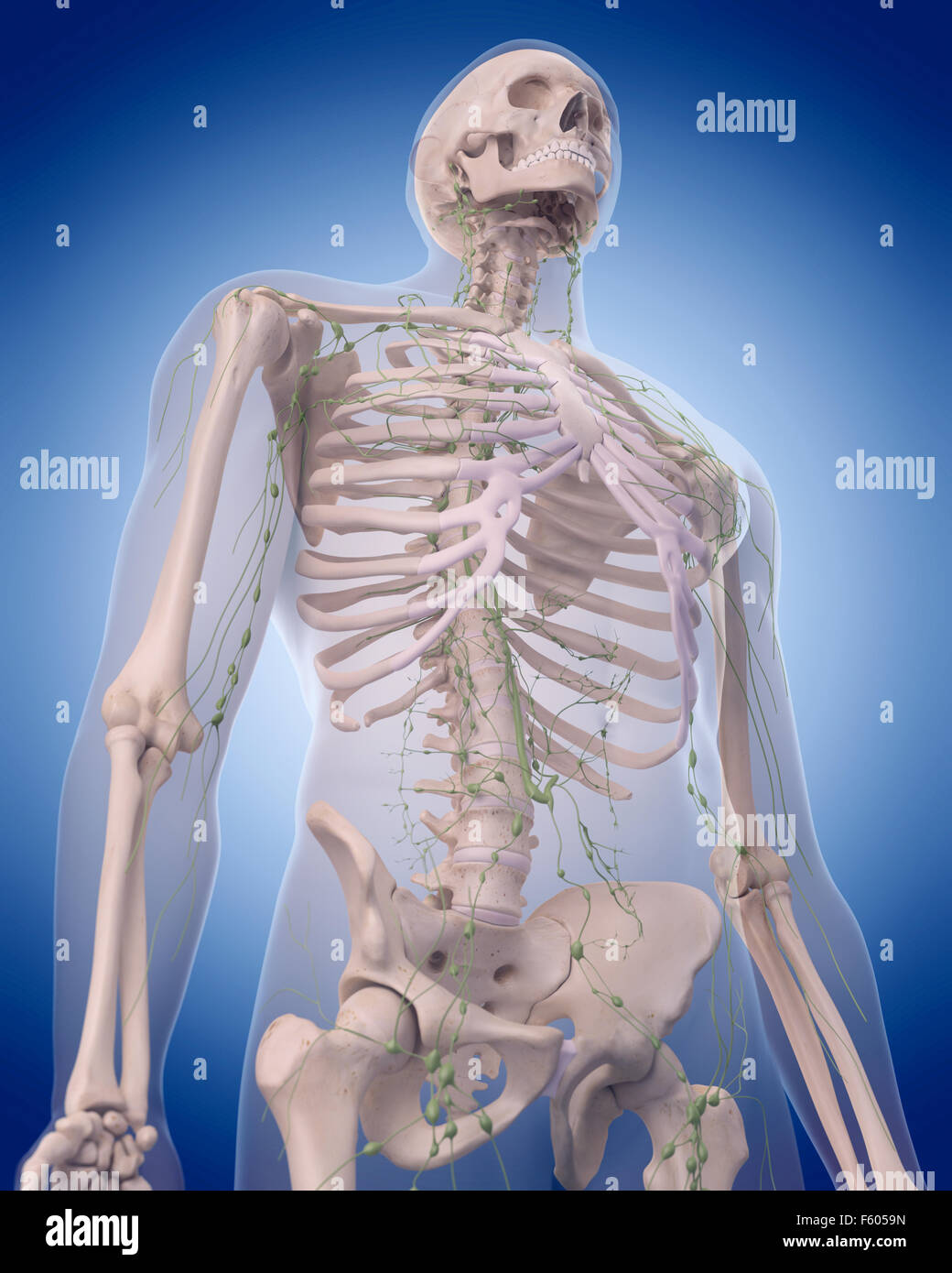Thoracic lymphatic system artwork hi-res stock photography and images ...