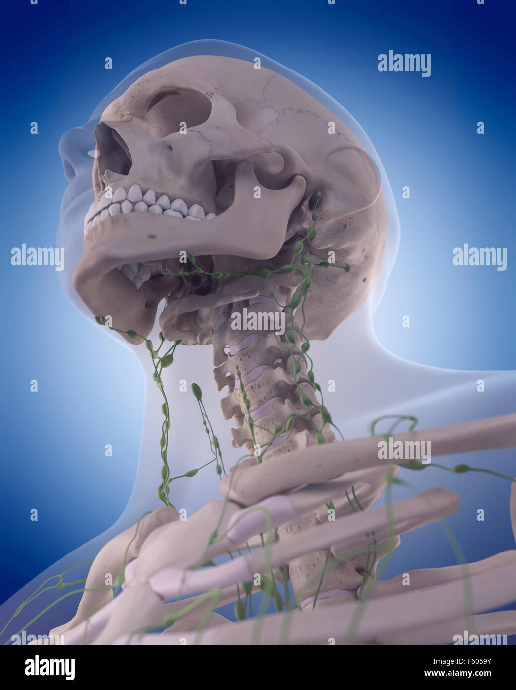 Neck lymphatic system hi-res stock photography and images - Alamy