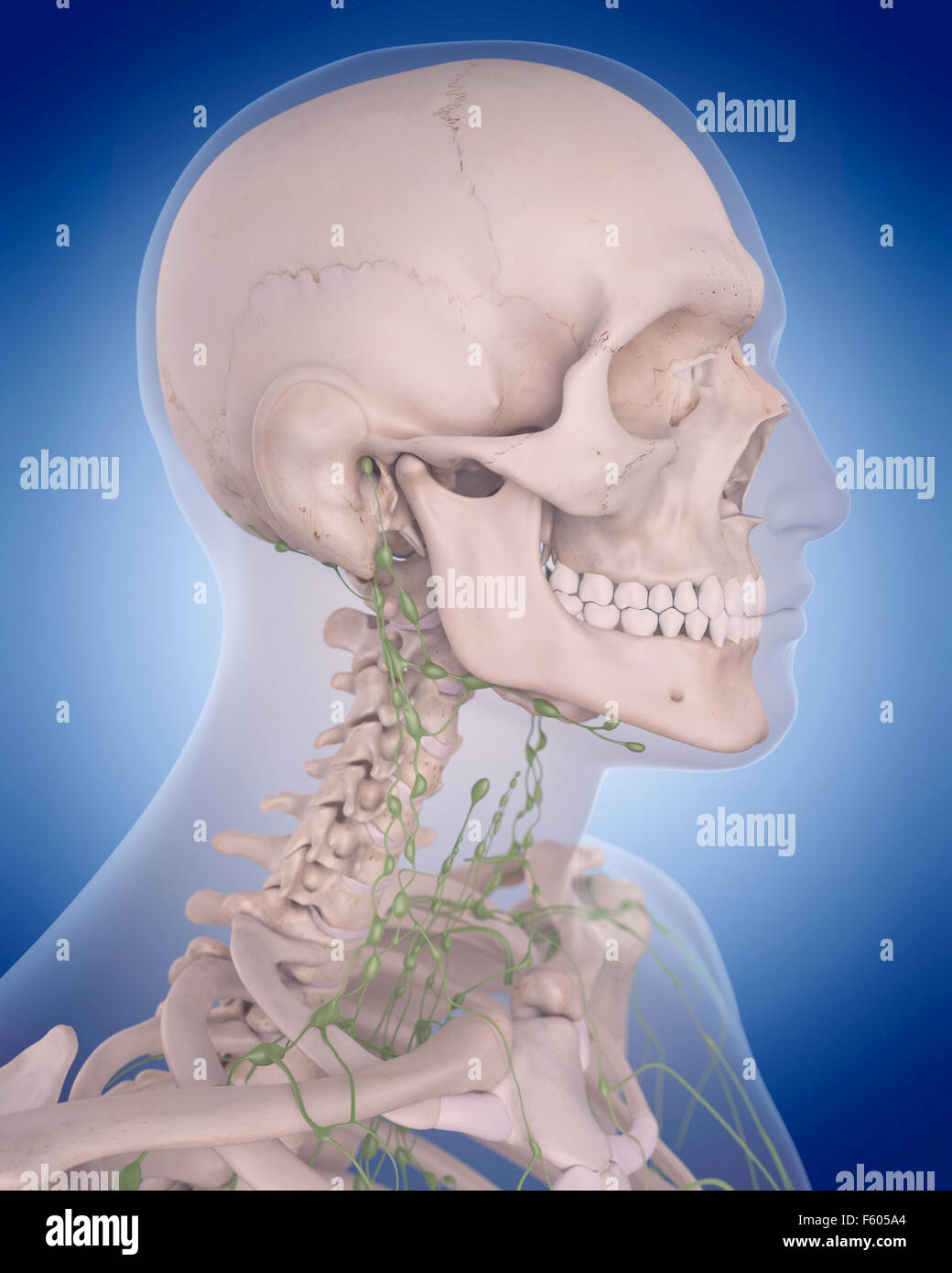 medically accurate illustration of the lymphatic system - the neck ...