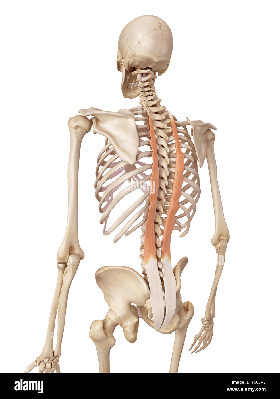 Longissimus thoracis muscle hi-res stock photography and images - Alamy