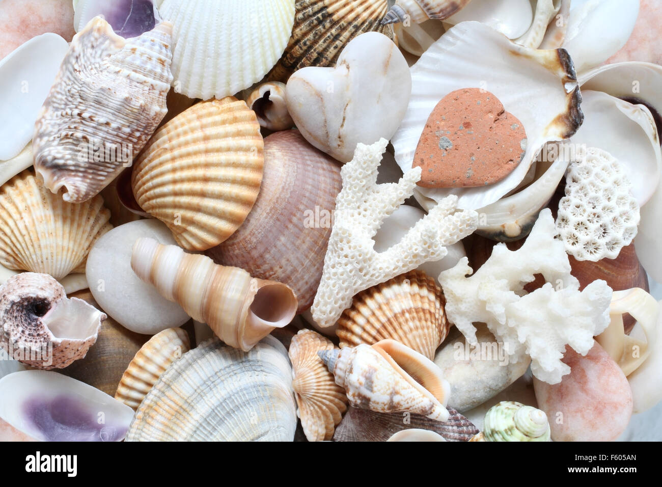 Gray coral shells hi-res stock photography and images - Alamy