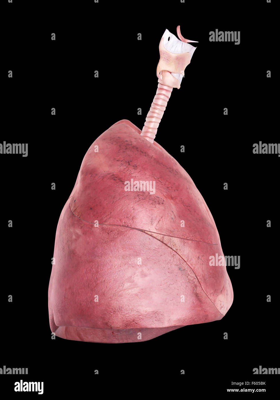 medically accurate illustration of the human lung Stock Photo - Alamy