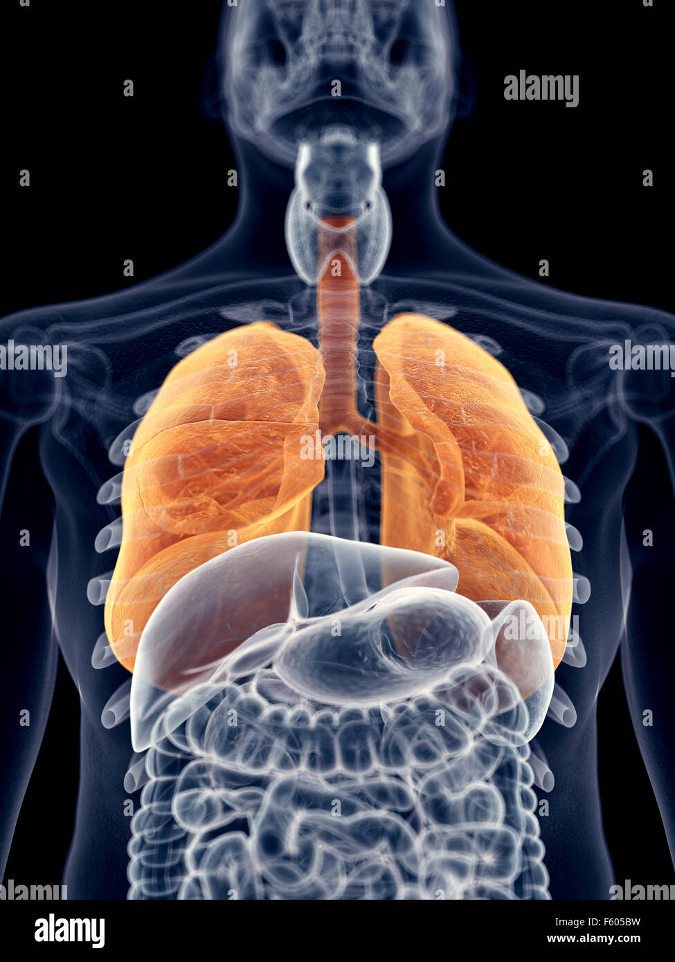 medically accurate illustration of the lung Stock Photo - Alamy