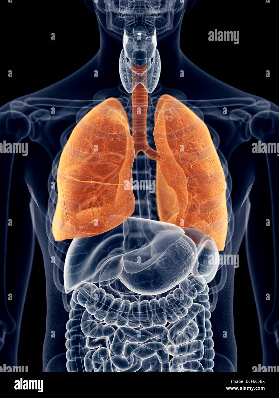 medically accurate illustration of the lung Stock Photo - Alamy