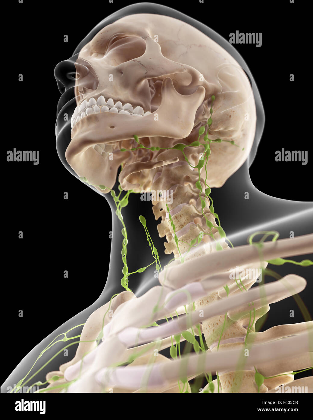 medically accurate illustration of the cervical lymph nodes Stock Photo ...