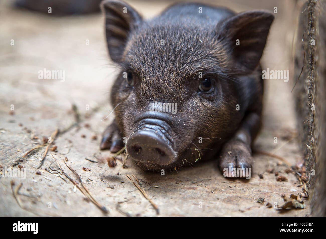 small pigs in the farm Stock Photo - Alamy