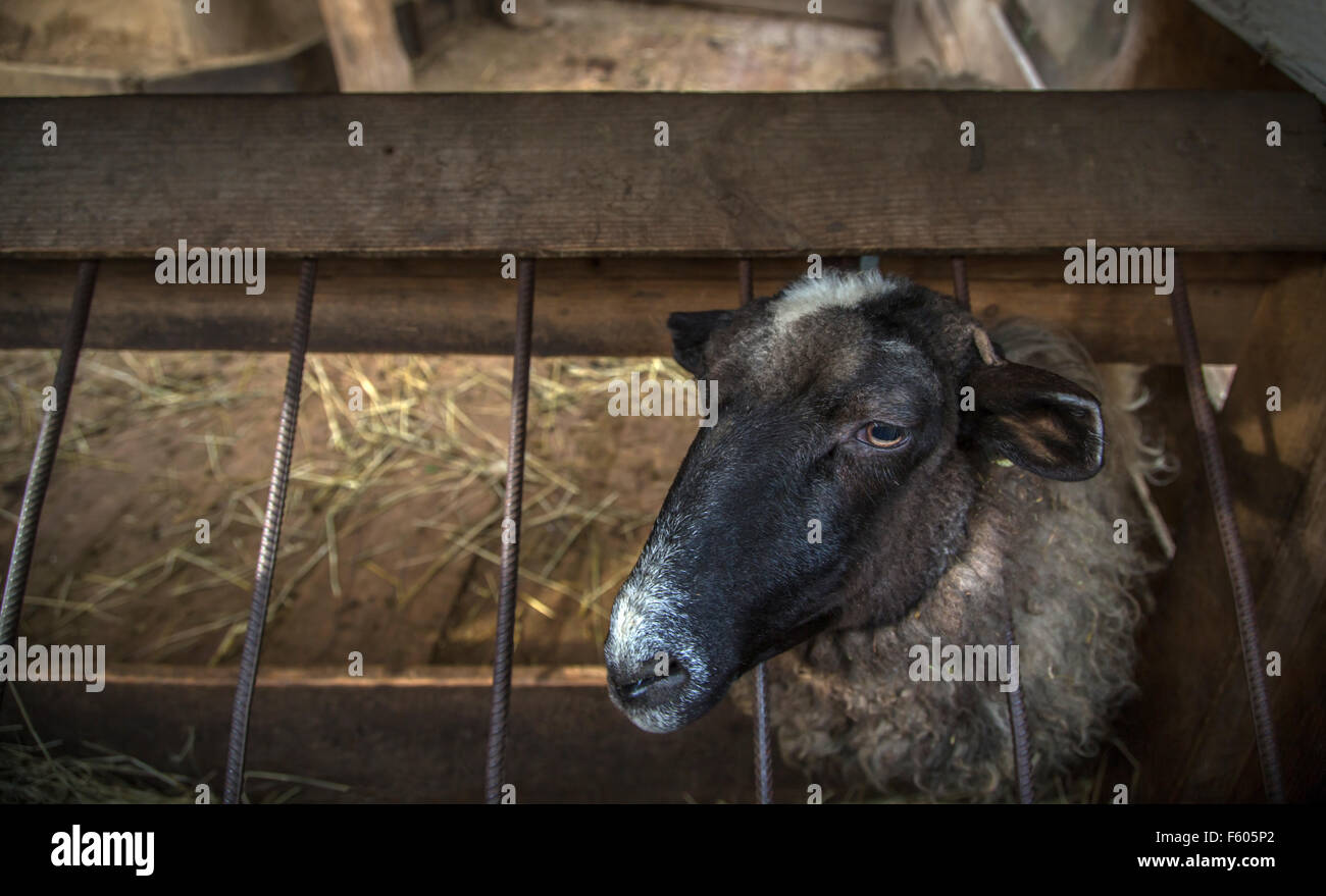 Sheep fold hi-res stock photography and images - Alamy