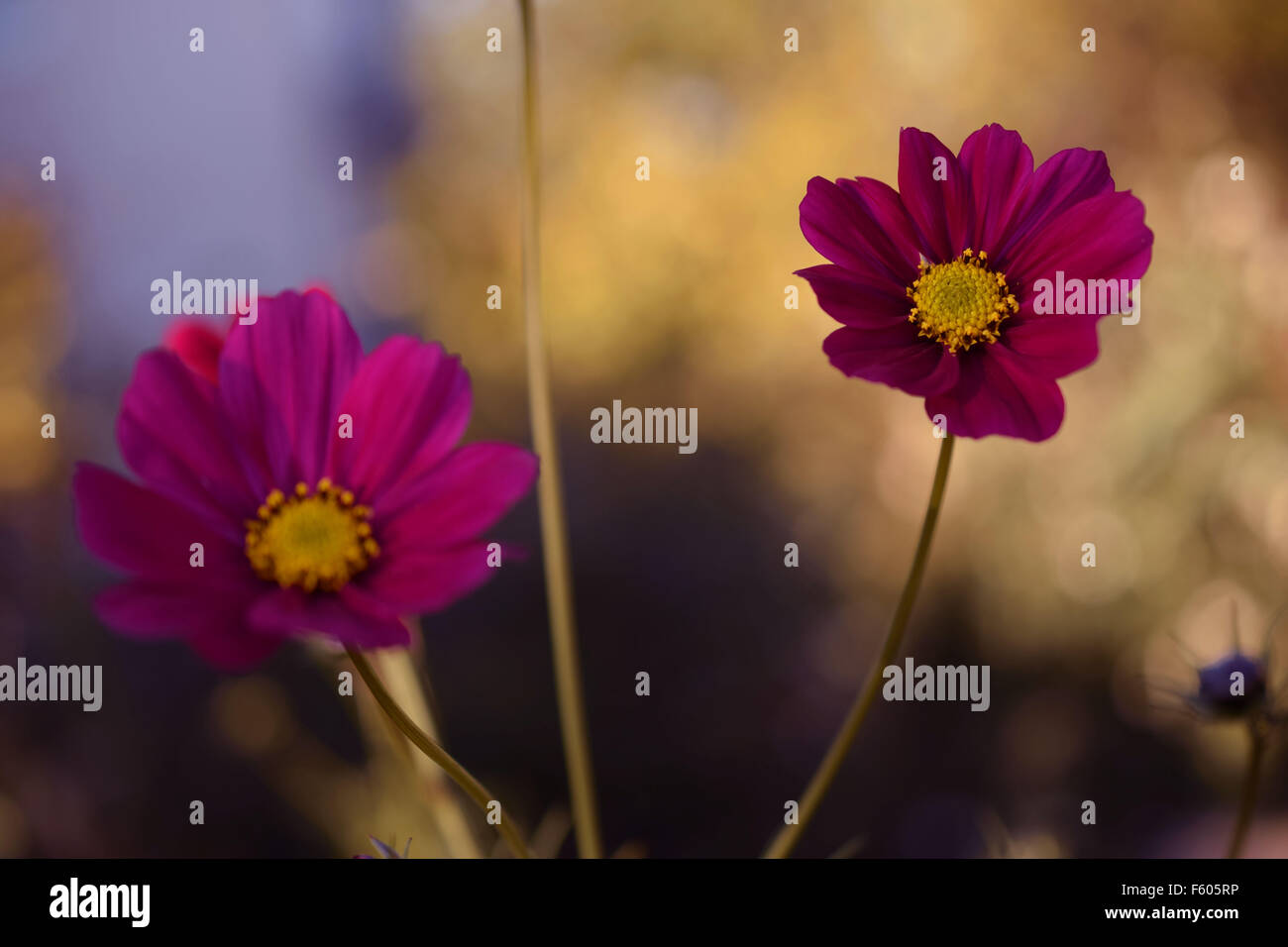 Beautiful garden flowers Stock Photo - Alamy