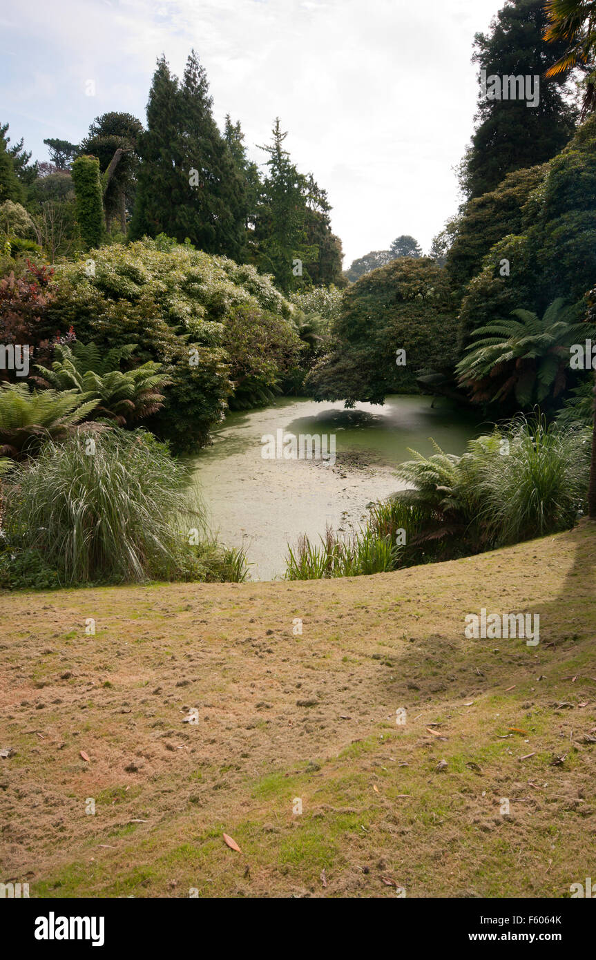 Pond In The Tropical Jungle Garden at The Lost Gardens Of Heligan ...