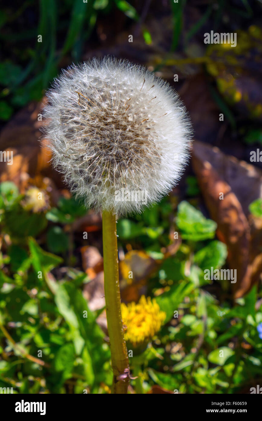Dandelion seed clock, Taraxacum, telling the time Stock Photo - Alamy