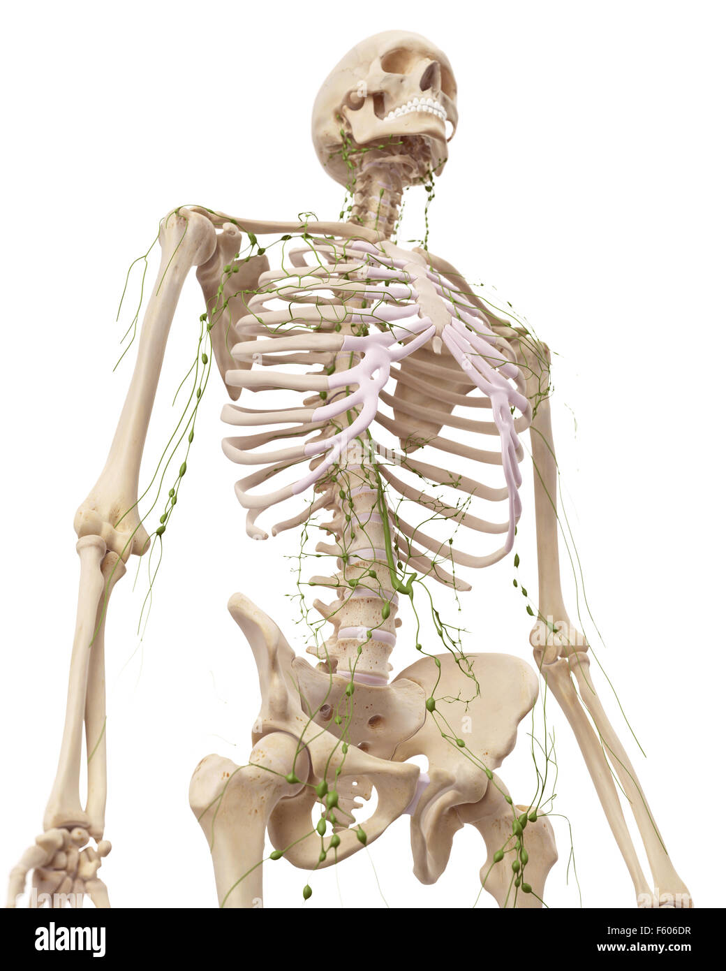 medically accurate illustration of the lymphatic system Stock Photo - Alamy