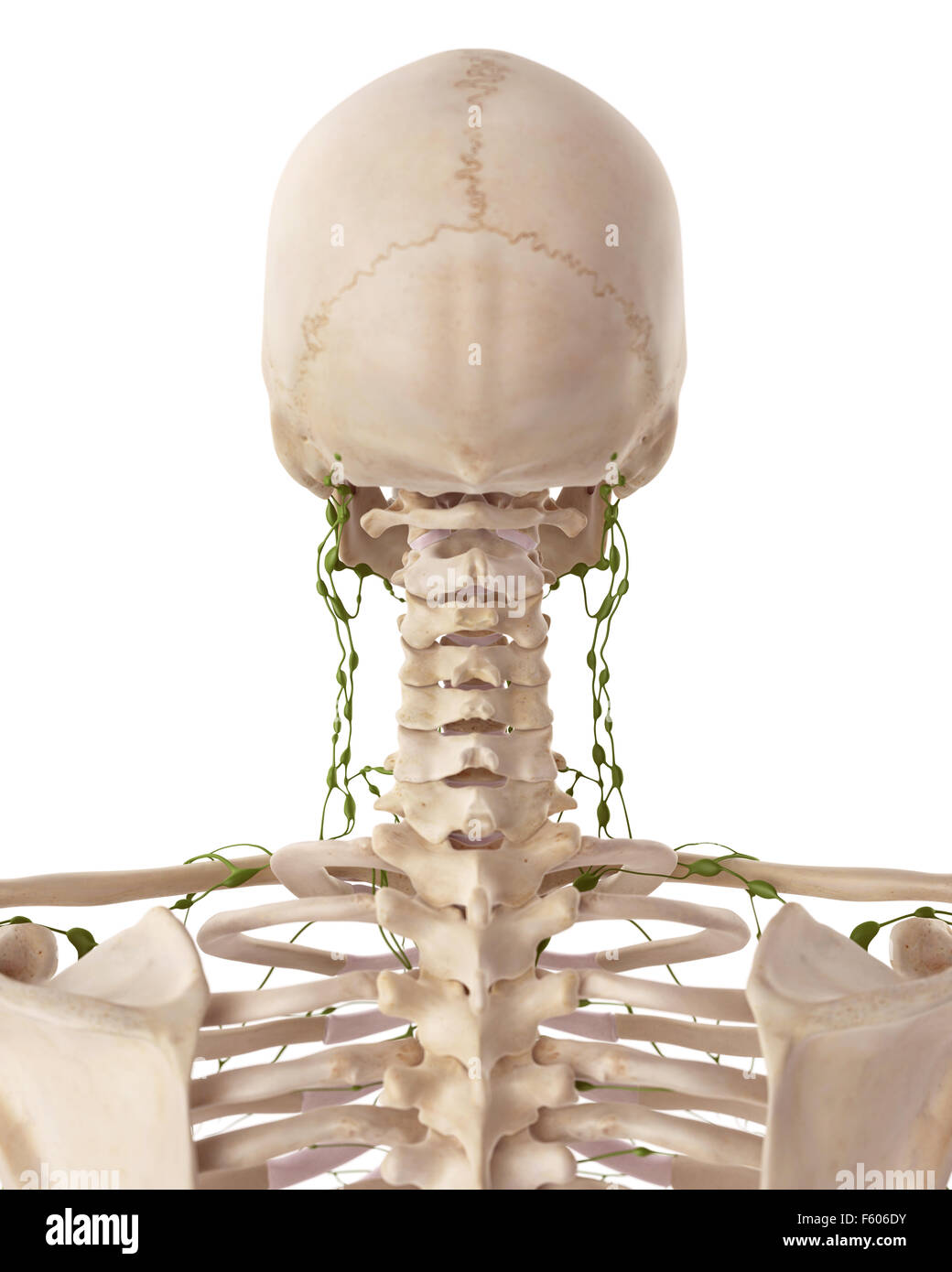 medically accurate illustration of the cervical lymph nodes Stock Photo ...