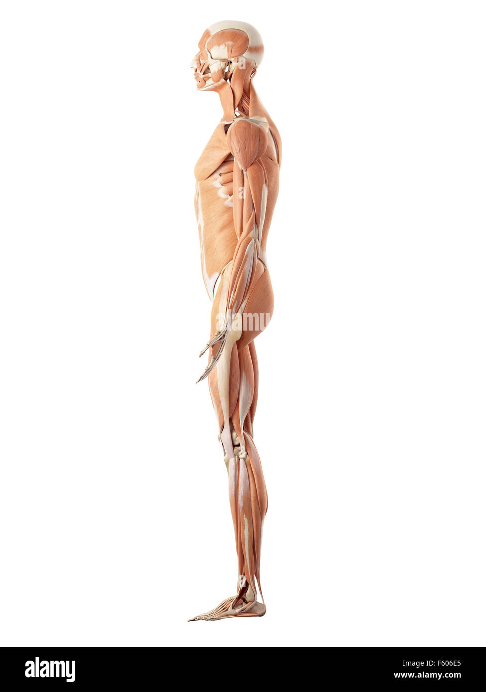 Into muscle Cut Out Stock Images & Pictures - Alamy