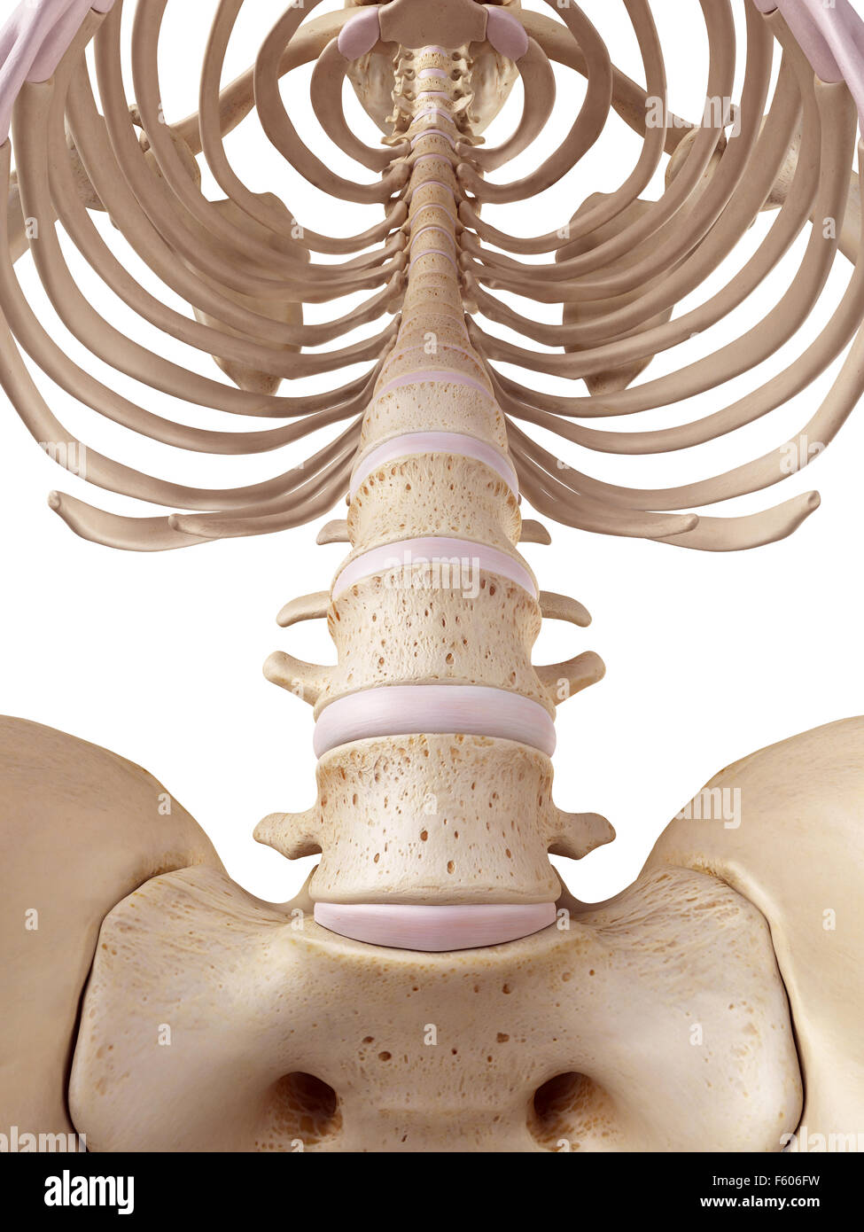 medical accurate illustration of the spine Stock Photo - Alamy