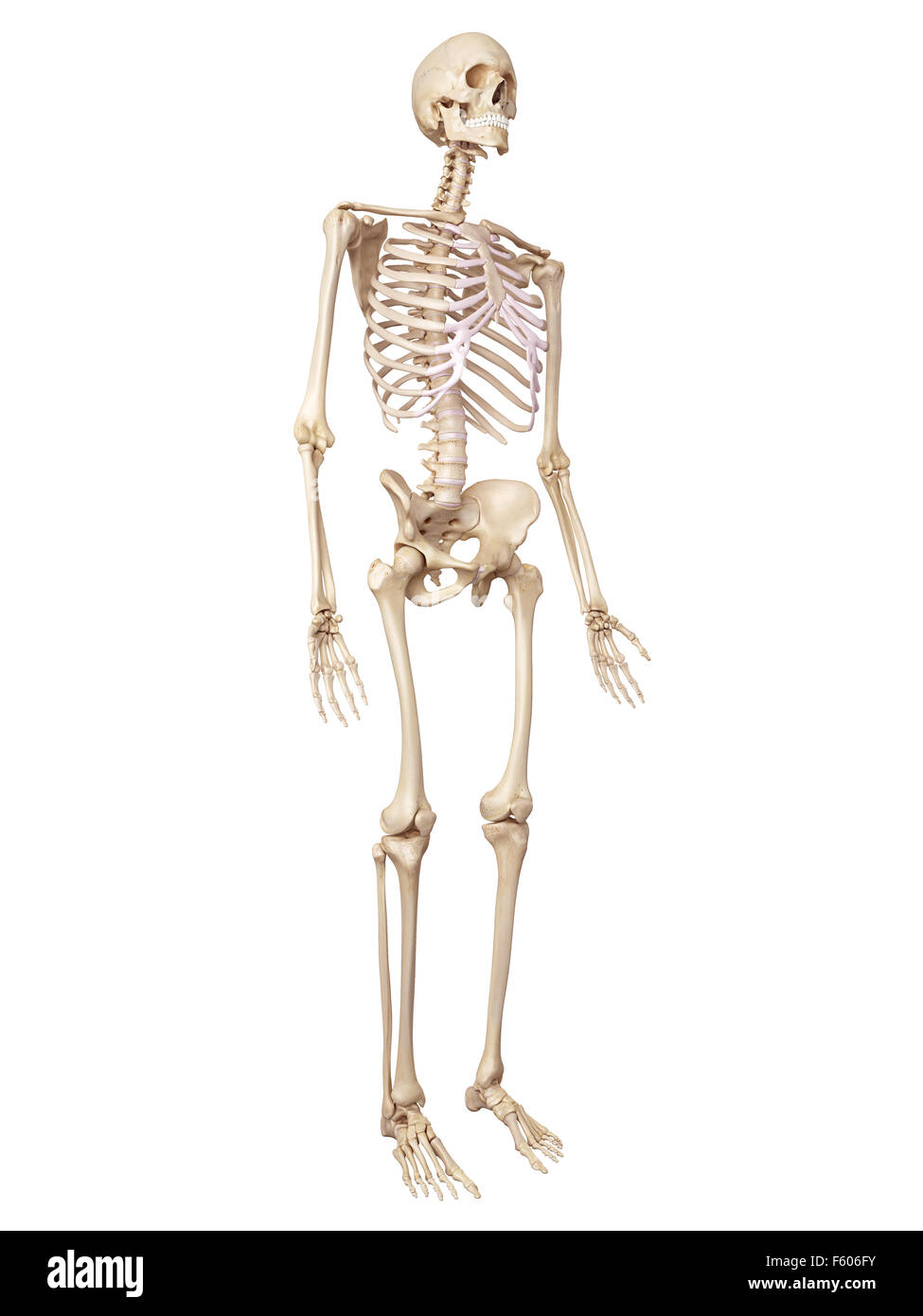 Human Skeleton High Resolution Stock Photography And Images Alamy