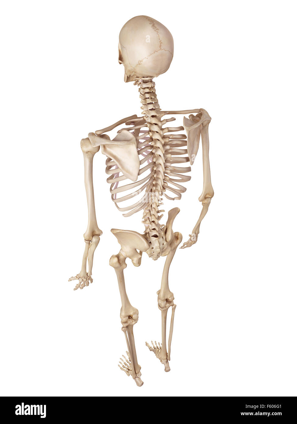 medical accurate illustration of the human skeleton Stock Photo - Alamy