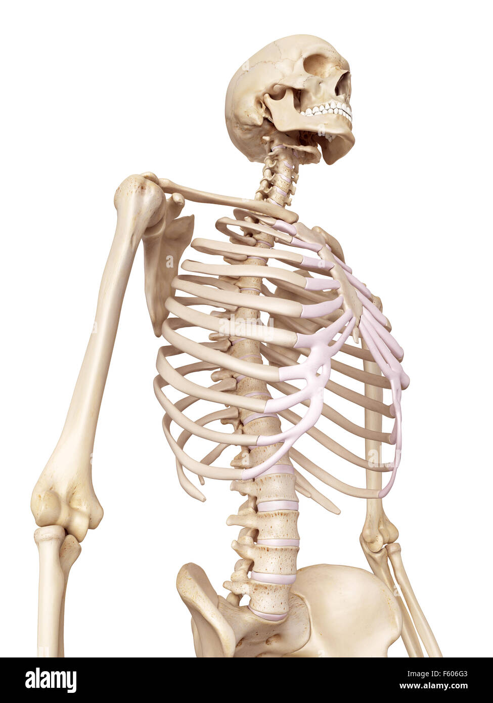 medical accurate illustration of the human skeleton Stock Photo - Alamy
