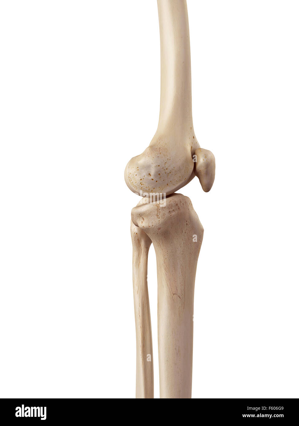 Knee anatomy illustration hi-res stock photography and images - Alamy