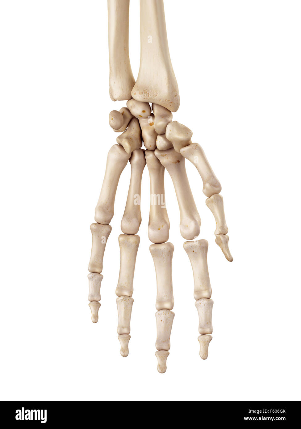 medical accurate illustration of the hand bones Stock Photo - Alamy