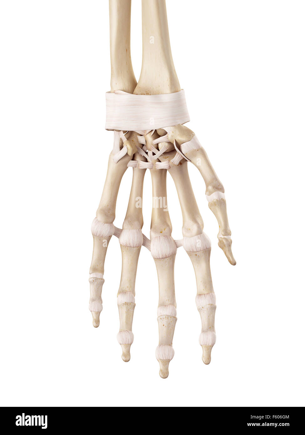 medical accurate illustration of the hand ligaments Stock Photo - Alamy